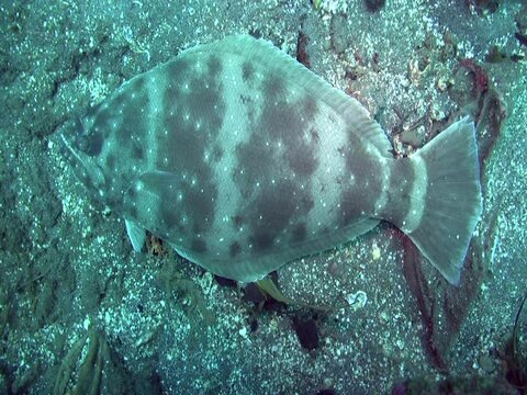 광어 이미지 – 찾아보기 14,556 스톡 사진, 벡터 및 비디오 | Adobe Stock