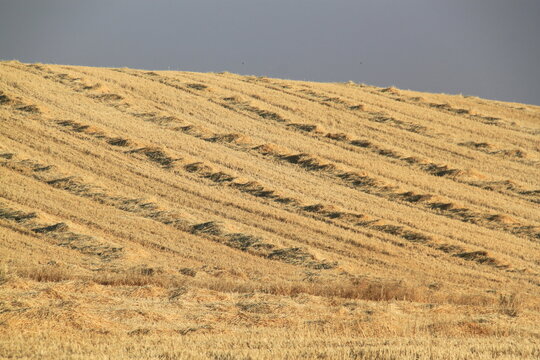 Rastrojo Images – Browse 203 Stock Photos, Vectors, and Video | Adobe Stock