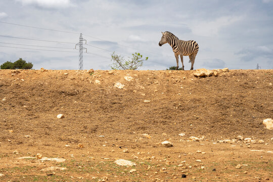 Zebr Images – Browse 35 Stock Photos, Vectors, and Video | Adobe Stock