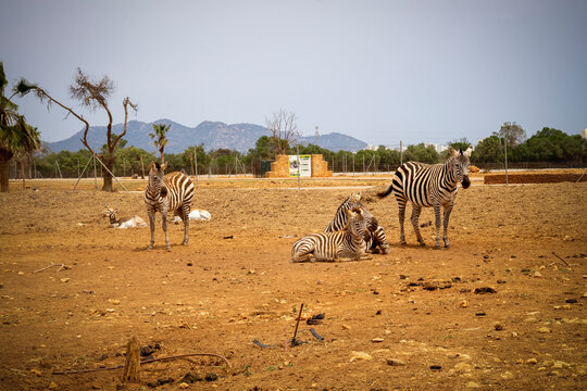 Imágenes de Zebr: descubre bancos de fotos, ilustraciones, vectores y vídeos de 36 | Adobe Stock