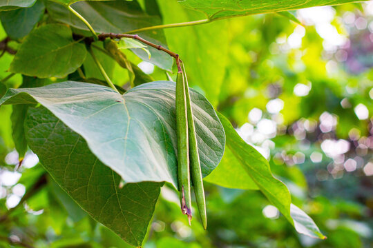 รูปภาพIndian-Bean-Tree – เลือกดูภาพถ่ายสต็อก เวกเตอร์ และวิดีโอ926 ...