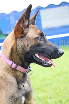 Malinua bilder – Bläddra bland 163 stockfoton, vektorer och videor ...