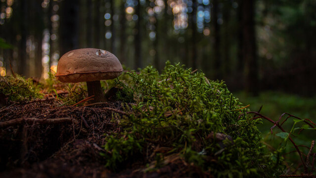 Atompilz Bilder – Durchsuchen 11,035 Archivfotos, Vektorgrafiken und ...