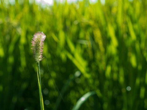 รูปภาพKoro – เลือกดูภาพถ่ายสต็อก เวกเตอร์ และวิดีโอ888 | Adobe Stock