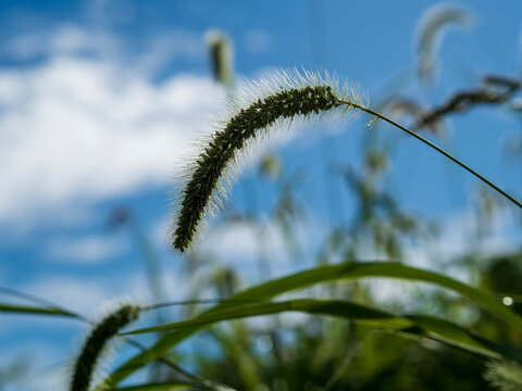รูปภาพKoro – เลือกดูภาพถ่ายสต็อก เวกเตอร์ และวิดีโอ888 | Adobe Stock