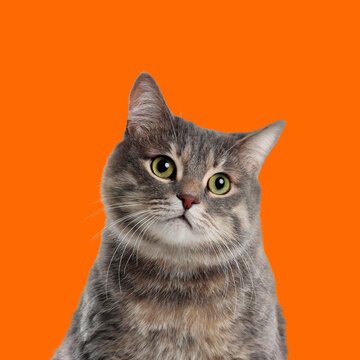 Animals stock photos, royalty-free images, vectors, video | Adobe Stock