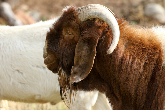 Boerbok Images – Browse 59 Stock Photos, Vectors, and Video | Adobe Stock