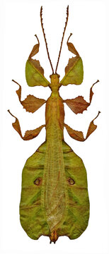 Imágenes de Phyllidae: descubre bancos de fotos, ilustraciones ...