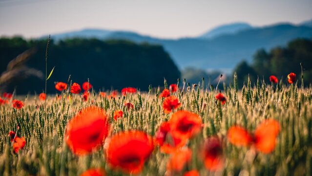 Mohnblumenwiese Bilder – Durchsuchen 160,603 Archivfotos ...