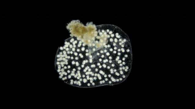 รูปภาพVeliger – เลือกดูภาพถ่ายสต็อก เวกเตอร์ และวิดีโอ134 | Adobe Stock