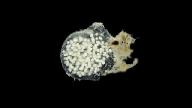 รูปภาพVeliger – เลือกดูภาพถ่ายสต็อก เวกเตอร์ และวิดีโอ134 | Adobe Stock