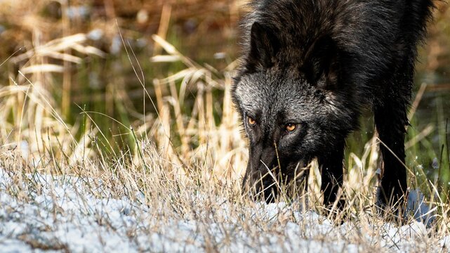 Northwestern Wolf"」の写真素材 | 641件の無料イラスト画像 | Adobe Stock