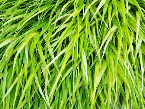 "Forest Grass" Bilder – Durchsuchen 470 Archivfotos, Vektorgrafiken und ...