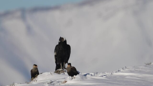 Guanacos Images – Browse 20,298 Stock Photos, Vectors, and Video ...