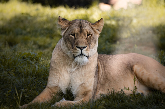 Pantherinae Bilder – Durchsuchen 15,306 Archivfotos, Vektorgrafiken und ...