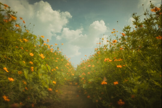 "Flower Road" Images – Browse 876 Stock Photos, Vectors, and Video ...