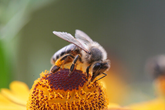 รูปภาพMellifera – เลือกดูภาพถ่ายสต็อก เวกเตอร์ และวิดีโอ9,941 | Adobe Stock