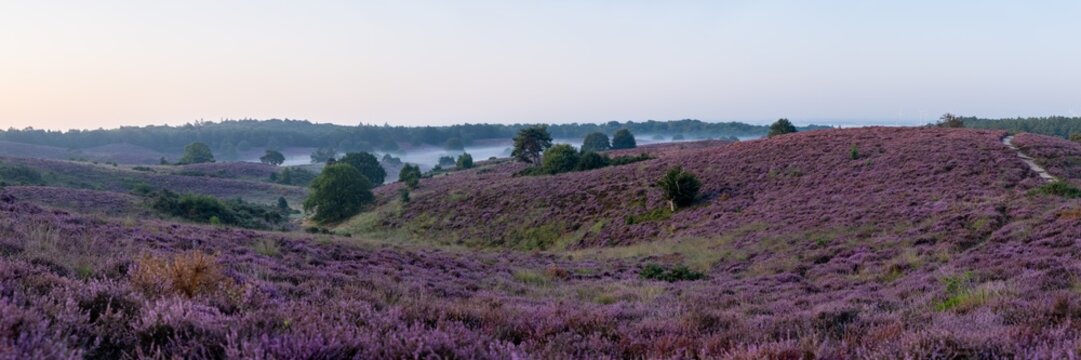 รูปภาพ"Heide – เลือกดูภาพถ่ายสต็อก เวกเตอร์ และวิดีโอ47,220 | Adobe Stock