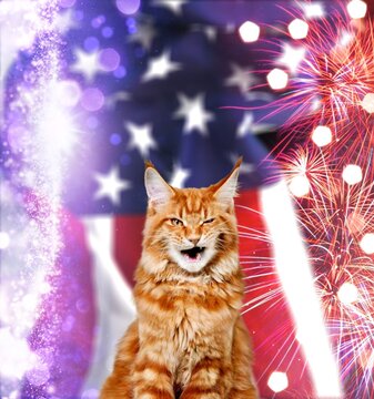 Fourth Of July Cat bilder – Bläddra bland 936 stockfoton, vektorer och ...