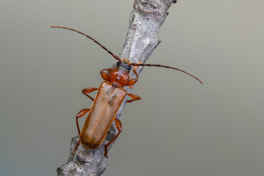 Phymatodes Images – Browse 58 Stock Photos, Vectors, and Video | Adobe ...