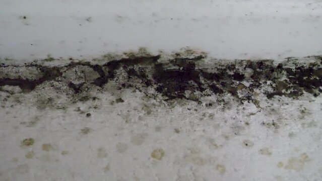 Mildewed bilder – Bläddra bland 38,429 stockfoton, vektorer och videor ...