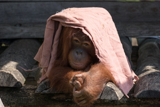 Hidding Images – Browse 240,477 Stock Photos, Vectors, and Video ...