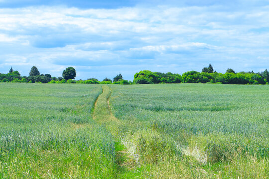 Imágenes de Trackway: descubre bancos de fotos, ilustraciones, vectores ...