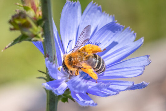 รูปภาพInsekten – เลือกดูภาพถ่ายสต็อก เวกเตอร์ และวิดีโอ50,388 | Adobe Stock