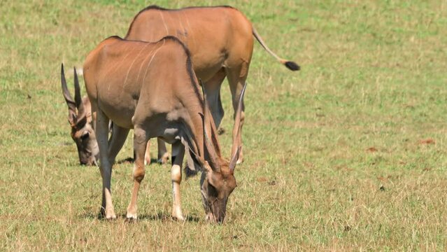 Eland Video Footage – Browse 716 HD Stock Video and Footage | Adobe Stock
