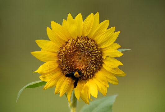 Sooryakanthi Images – Browse 44 Stock Photos, Vectors, and Video ...