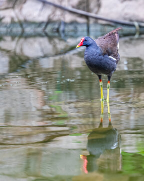 รูปภาพWater-Hen – เลือกดูภาพถ่ายสต็อก เวกเตอร์ และวิดีโอ108 | Adobe Stock