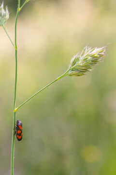 Imágenes de Tige: descubre bancos de fotos, ilustraciones, vectores y ...