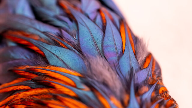 "Rooster Feathers" Images – Browse 105 Stock Photos, Vectors, and Video ...