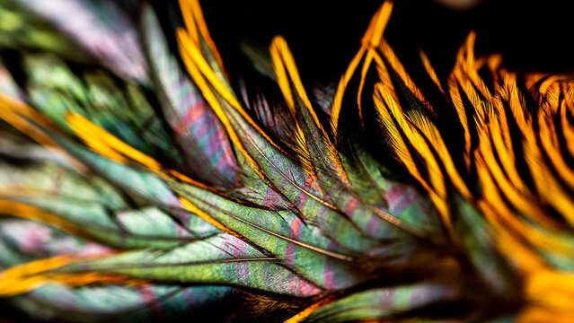 Seval Images – Browse 56 Stock Photos, Vectors, and Video | Adobe Stock