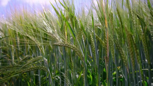 Obrazy (Overcropping) — zdjęcia, wektory i wideo bez tantiem (18 ...