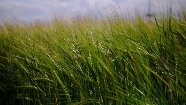 Overcropping bilder – Bläddra bland 33 stockfoton, vektorer och videor ...