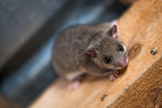 รูปภาพGliridae – เลือกดูภาพถ่ายสต็อก เวกเตอร์ และวิดีโอ2,760 | Adobe Stock