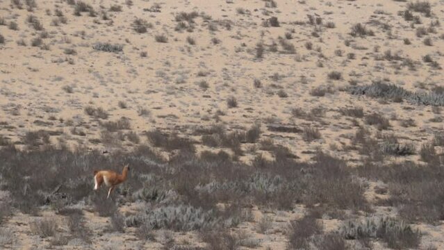 รูปภาพCamelid – เลือกดูภาพถ่ายสต็อก เวกเตอร์ และวิดีโอ14,690 | Adobe Stock
