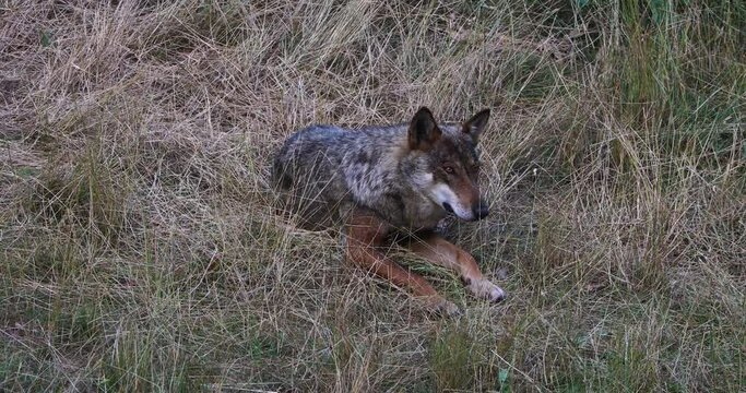 Imágenes de "Italian Wolf": descubre bancos de fotos, ilustraciones ...