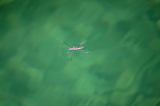 「Waterbug」の写真素材 | 403件の無料イラスト画像 | Adobe Stock