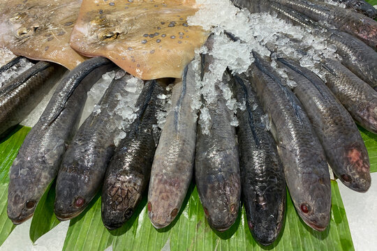 Murrel 이미지 – 찾아보기 421 스톡 사진, 벡터 및 비디오 | Adobe Stock