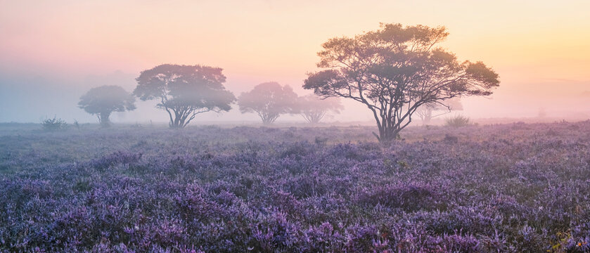 "Heide - Images et vidéos libres de droits | Adobe Stock