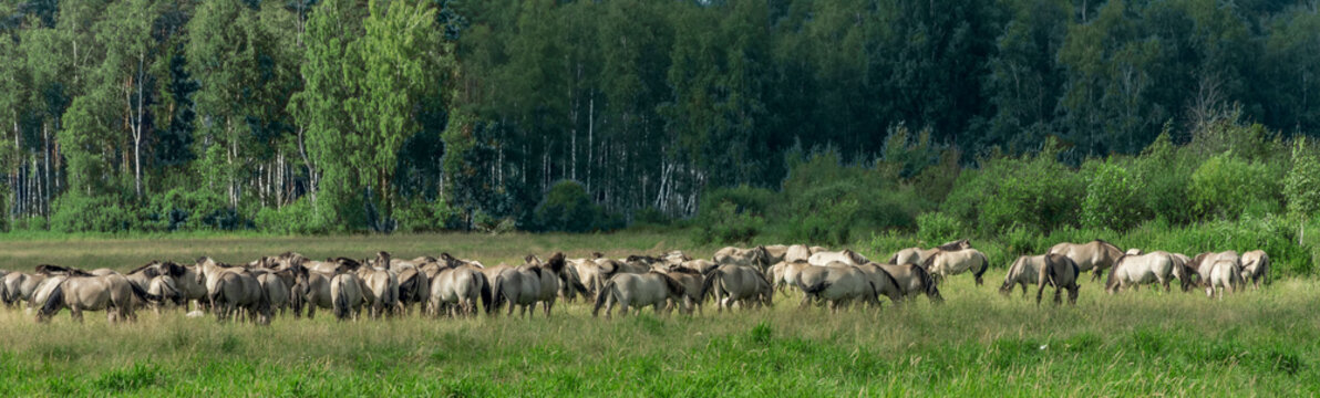 Huftiere Bilder – Durchsuchen 181,588 Archivfotos, Vektorgrafiken und ...