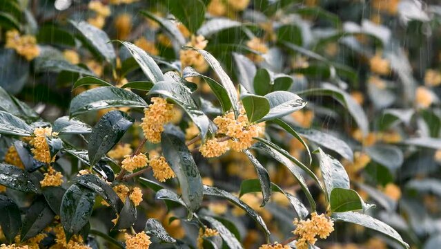 รูปภาพOsmanthus – เลือกดูภาพถ่ายสต็อก เวกเตอร์ และวิดีโอ81,148 | Adobe ...