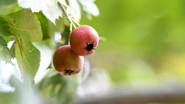 Haw 이미지 – 찾아보기 52,115 스톡 사진, 벡터 및 비디오 | Adobe Stock