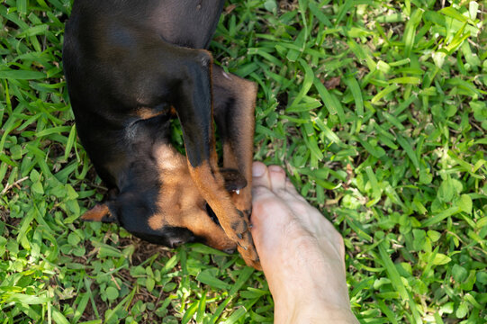 รูปภาพPincher – เลือกดูภาพถ่ายสต็อก เวกเตอร์ และวิดีโอ297,087 | Adobe Stock