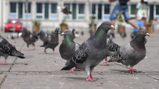 Stadttauben-Bilder: Stock-Fotos & -Videos. | Adobe Stock