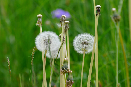 Pusteblumen Imagens – Procure 2,381 fotos, vetores e vídeos | Adobe Stock