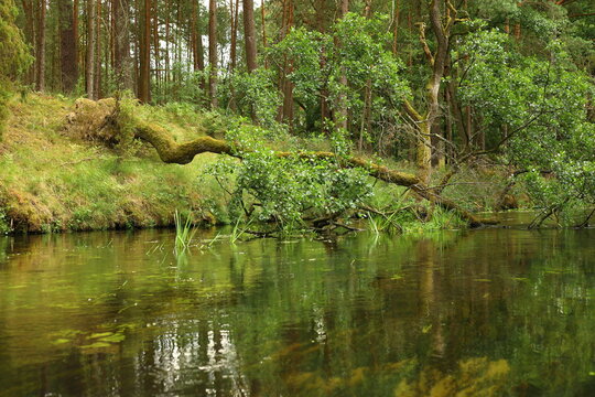รูปภาพTreas – เลือกดูภาพถ่ายสต็อก เวกเตอร์ และวิดีโอ1,649 | Adobe Stock