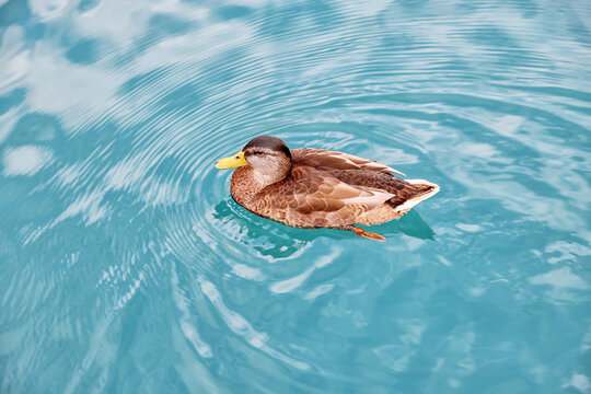 Imágenes de Graznar: descubre bancos de fotos, ilustraciones, vectores ...